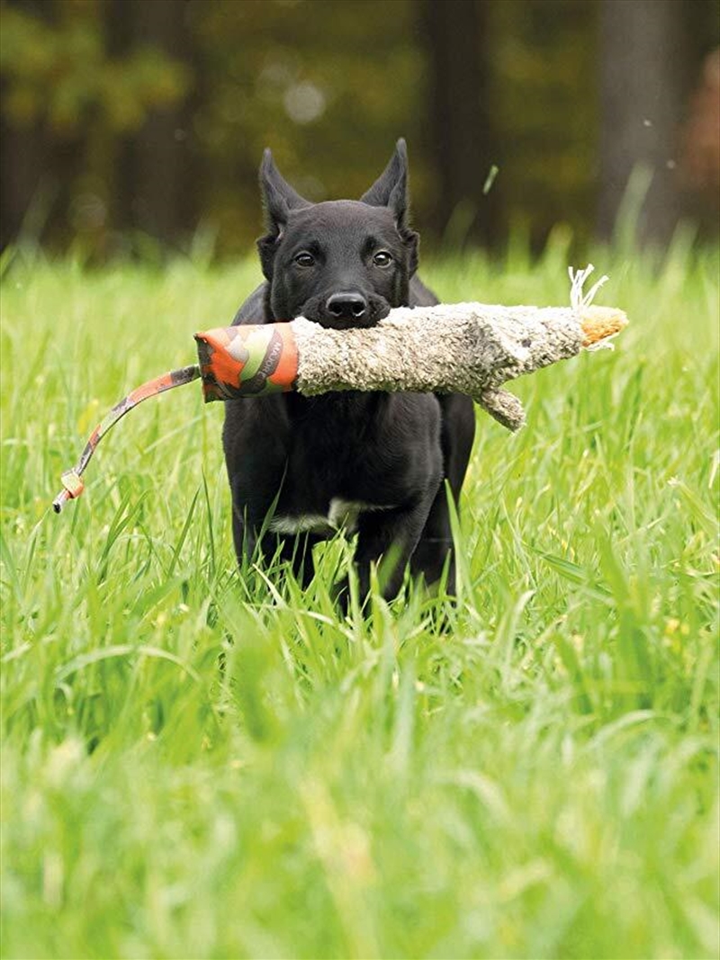 Major Dog Ratzi Rat | Sanity