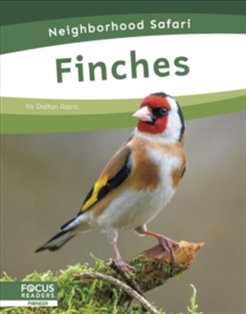 Buy Finches Online | Sanity