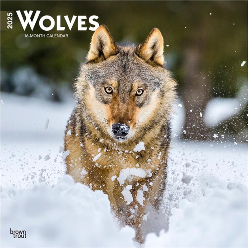 Wolves 2025 Square Calendar | Sanity