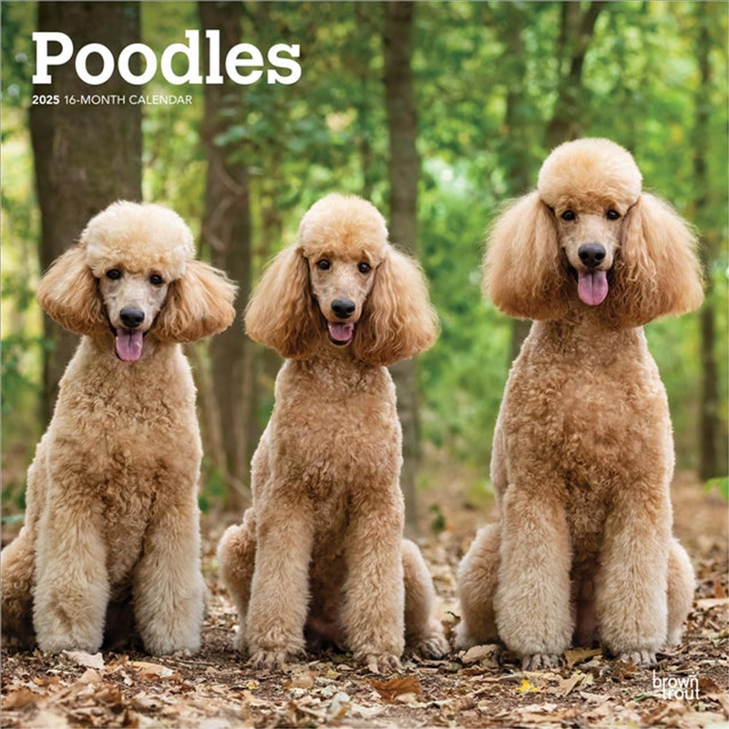 Poodles 2025 Square Calendar | Sanity
