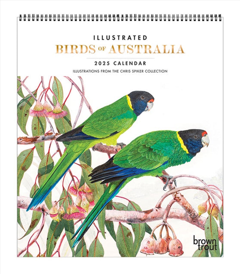 Illustrated Birds of Australia 2025 Deluxe Calendar | Sanity