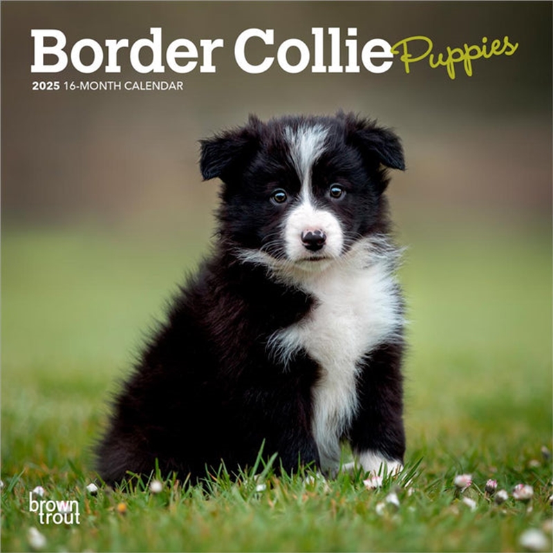 Buy Border Collie Puppies 2025 Mini Calendar Online | Sanity