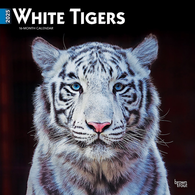 White Tigers 2025 Square Calendar | Sanity