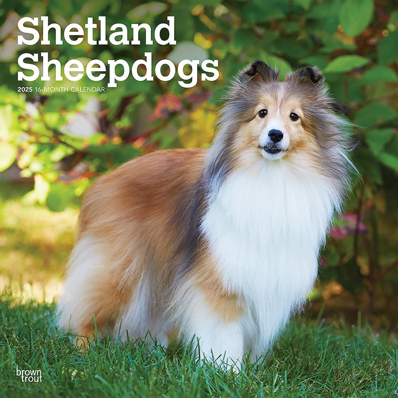 Shetland Sheepdogs 2025 Square Calendar | Sanity