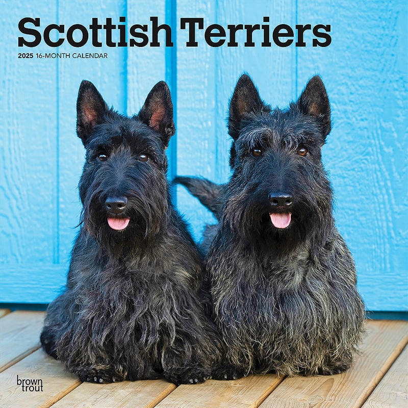 Buy Scottish Terriers 2025 Square Calendar Online | Sanity