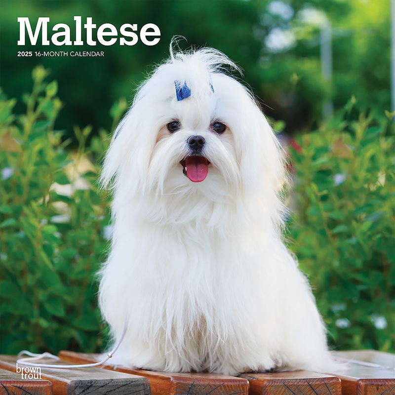 Maltese 2025 Square Calendar | Sanity