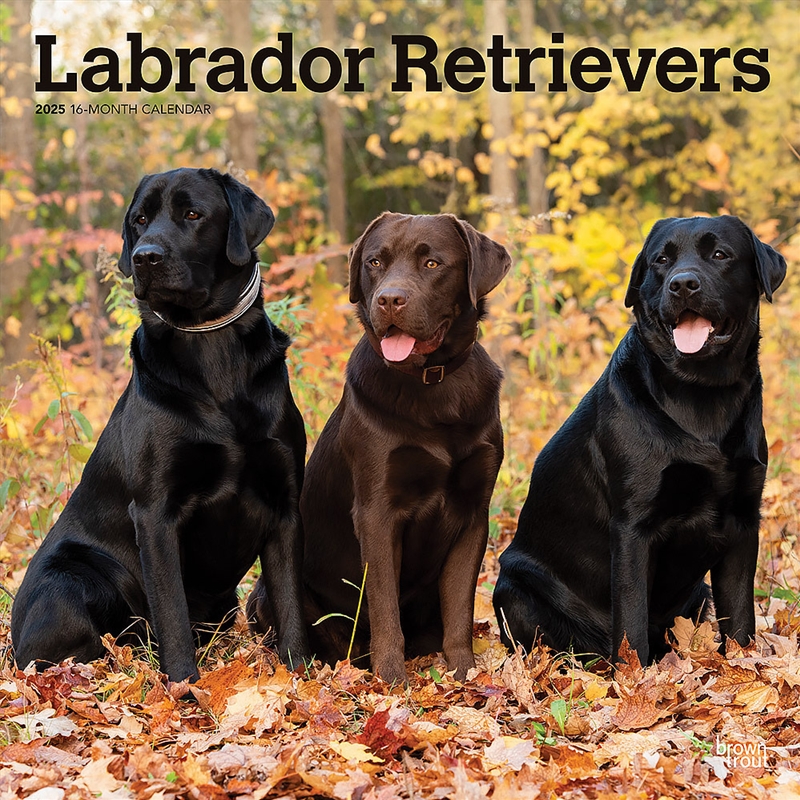 Labrador Retrievers 2025 Square Calendar | Sanity