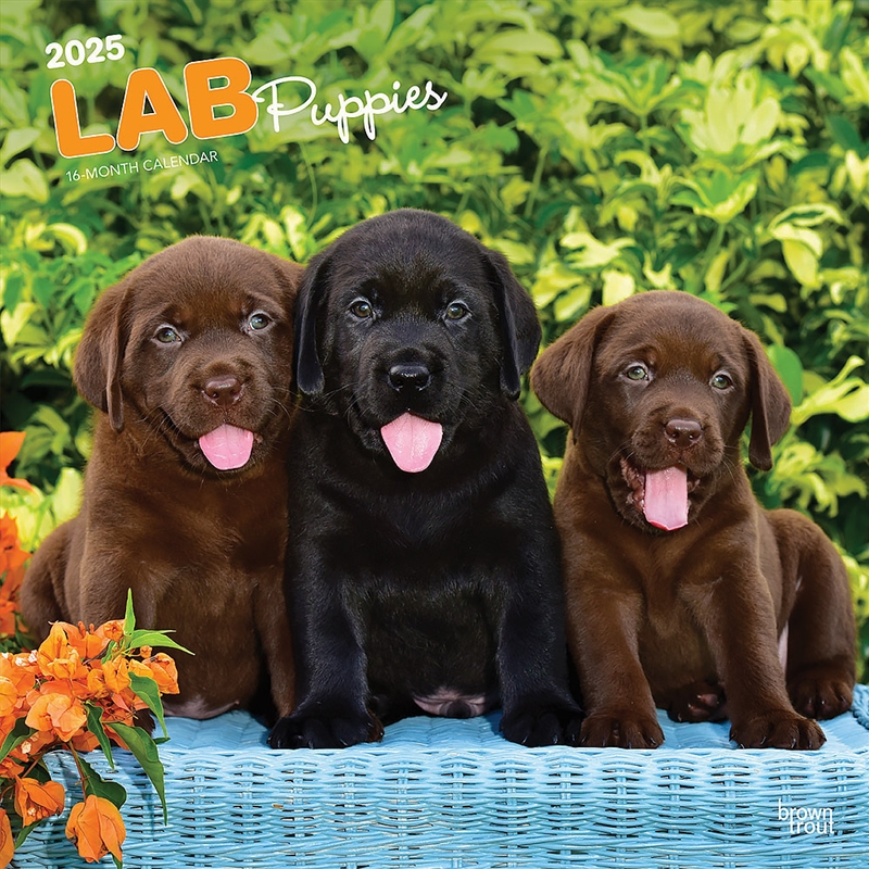 Buy Labrador Retriever Puppies 2025 Square Calendar Online | Sanity