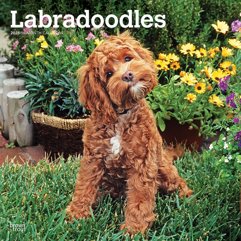 Labradoodles 2025 Square Calendar | Sanity