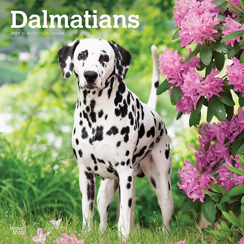 Buy Dalmatians 2025 Square Calendar Online | Sanity