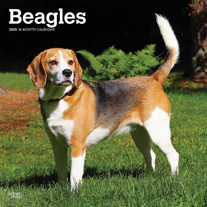 Buy Beagles 2025 Square Calendar Online | Sanity