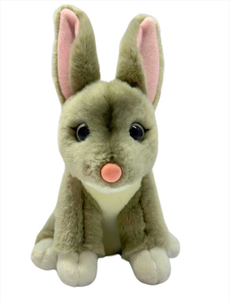 Buy Bilby 15cm Online | Sanity
