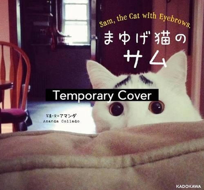 Buy Sam, the Cat with Eyebrows Online | Sanity