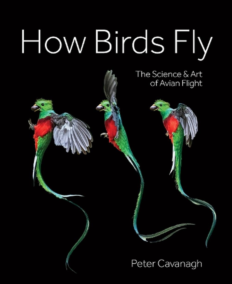 Buy How Birds Fly: The Science and Art of Avian Flight Online | Sanity