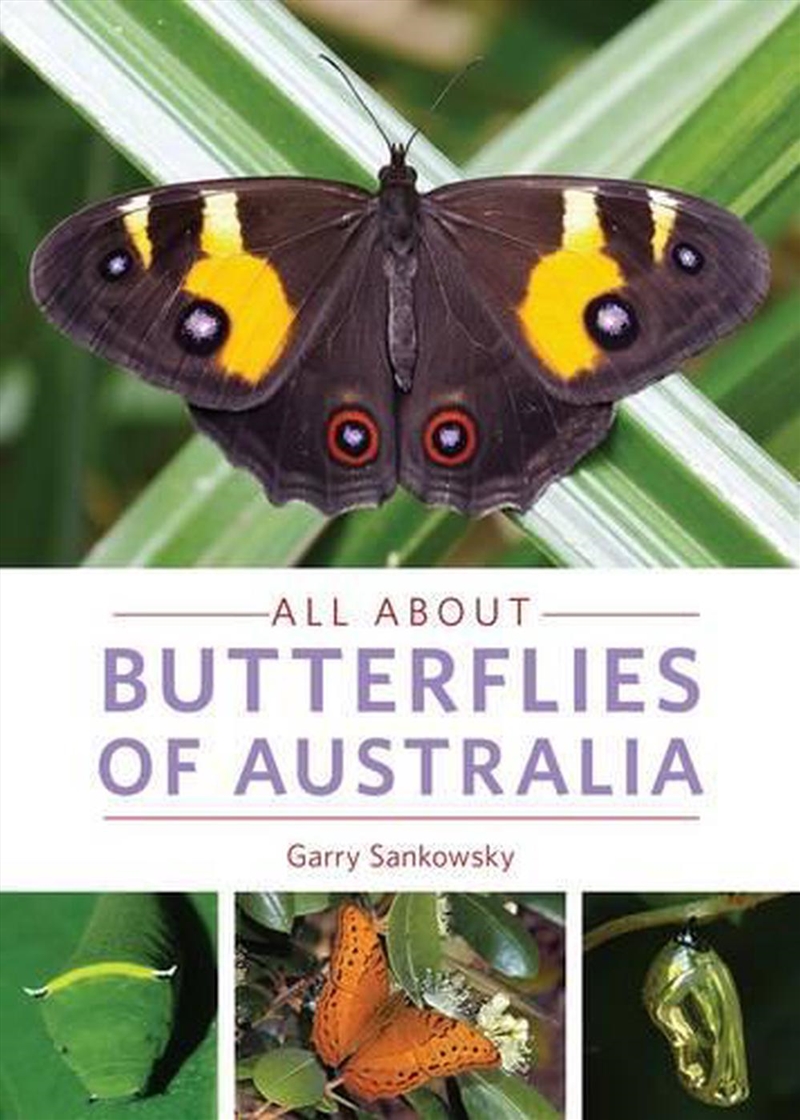 Buy All about Butterflies of Australia Online | Sanity