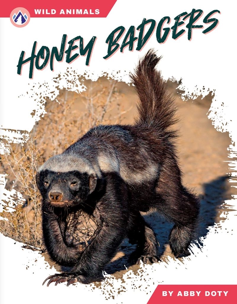 Buy Wild Animals: Honey Badgers Online | Sanity