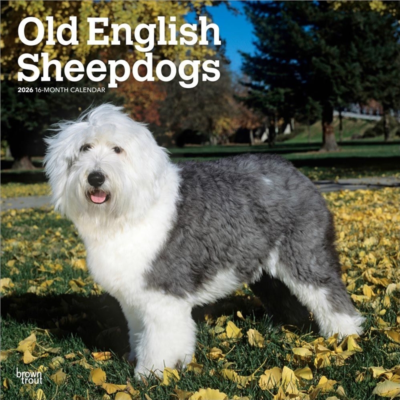 Old English Sheepdogs 2026 Square Calendar | Sanity