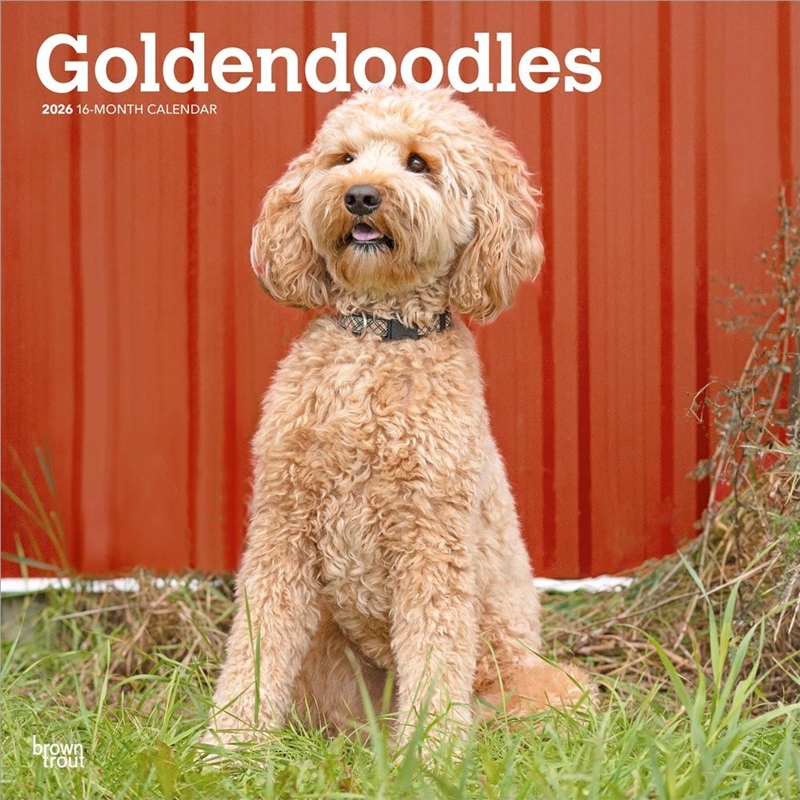 Goldendoodles 2026 Square Calendar | Sanity