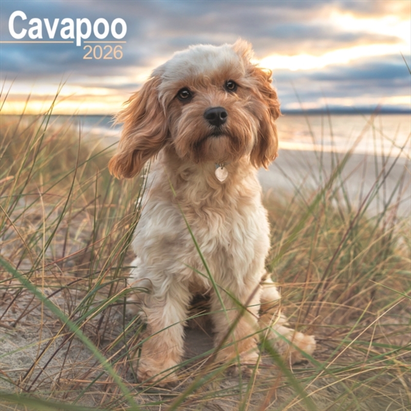 Cavapoo Calendar 2026 Square Dog Breed Wall Calendar - 16 Month | Sanity