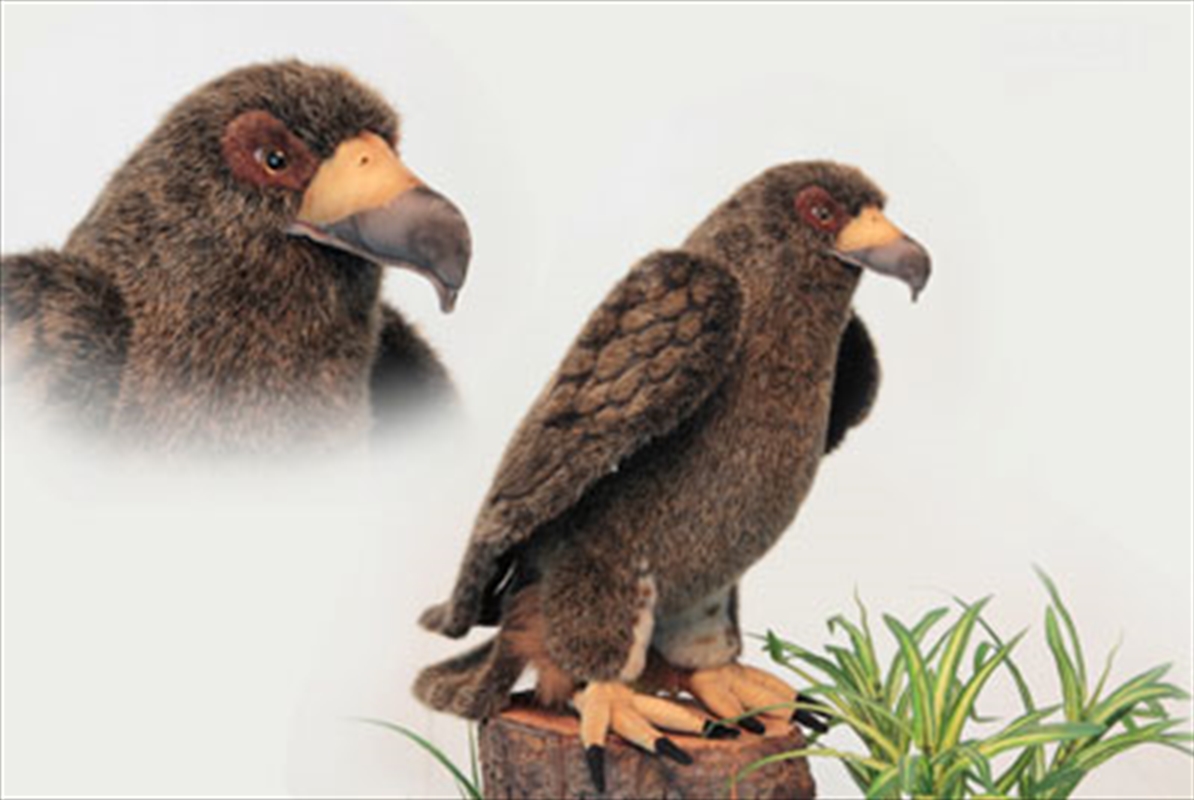 Buy Golden Eagle 42cm L Online | Sanity