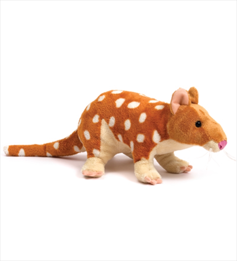 Buy 39cm Quoll: Dinki Di Plush Toy, Toys | Sanity