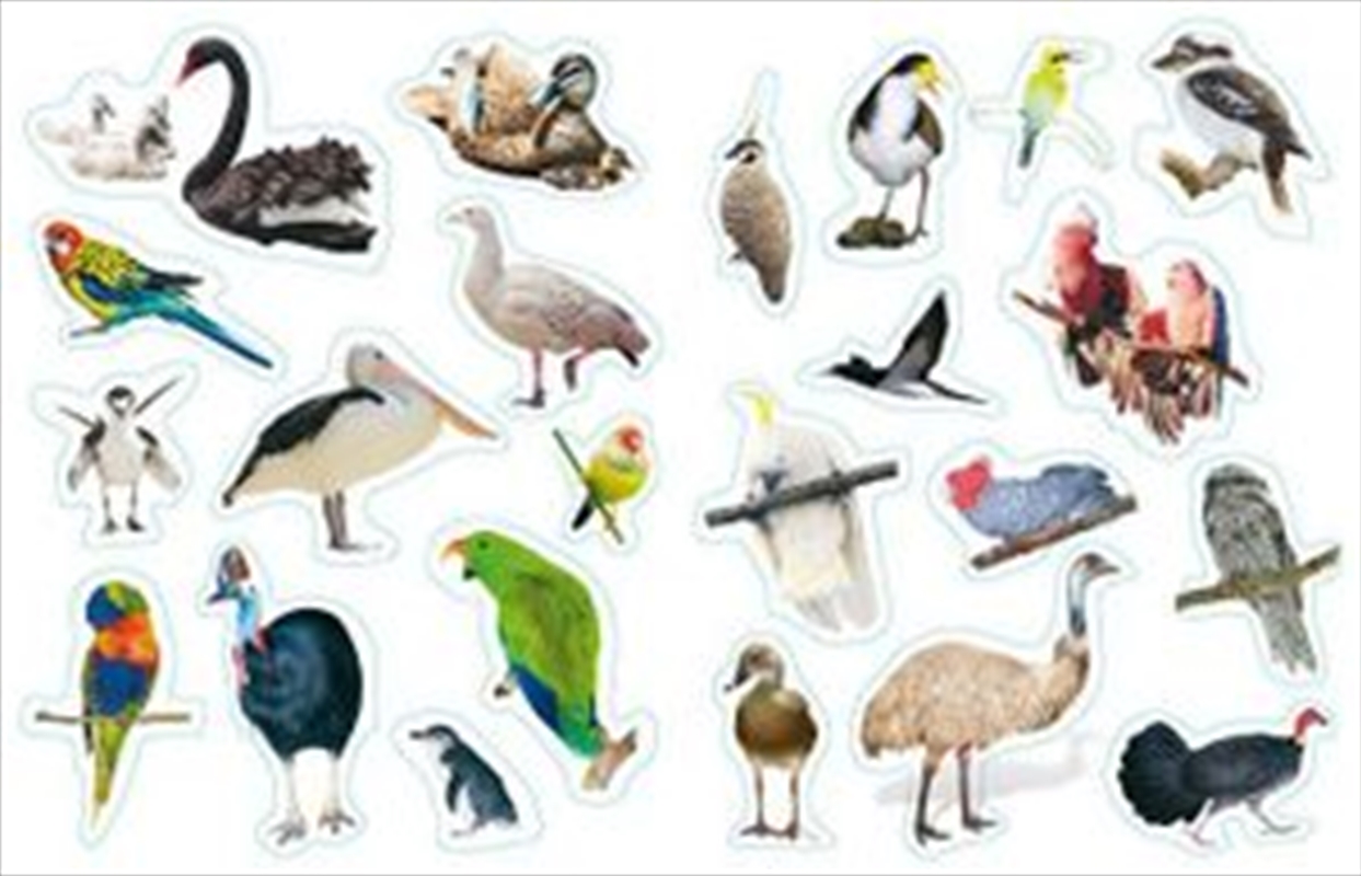 Buy Steve Parish Sticker Books: Beautifule Australian Birds Online | Sanity
