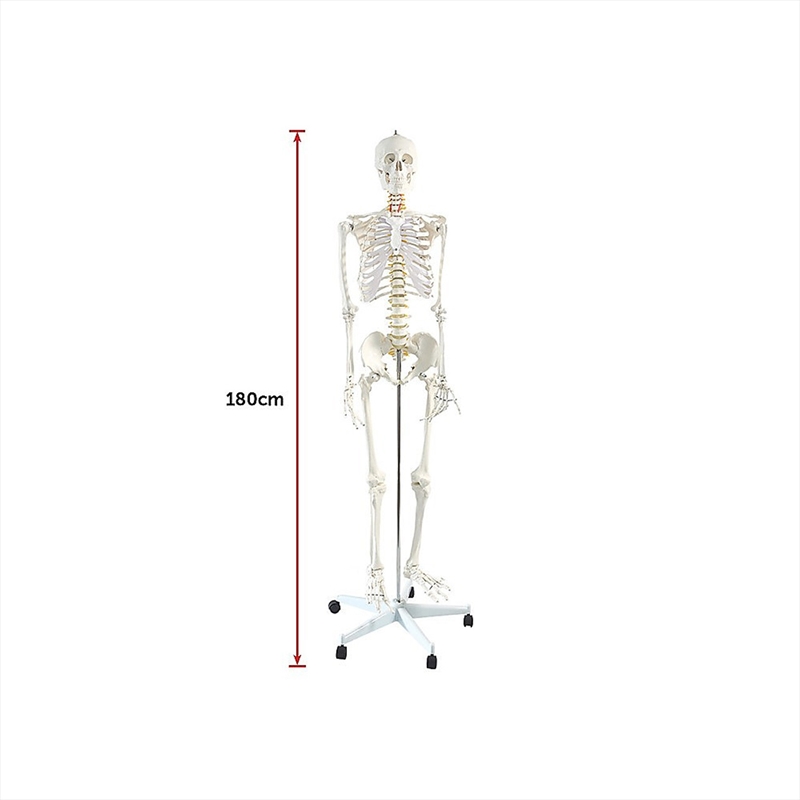 Buy Human Skeleton 180cm Online | Sanity